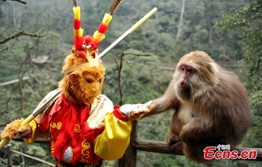 Mount Emei monkeys join Spring Festival celebrations(4/6)
