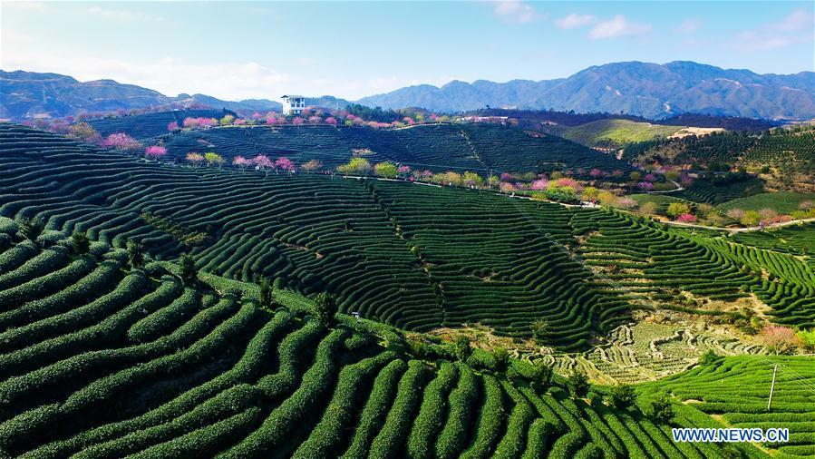 Aerial view of SE China's tea field and cherry blossoms(1/3)