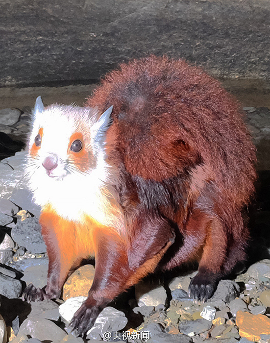 Mysterious flying animal spotted in S.W. China cave(6/8)