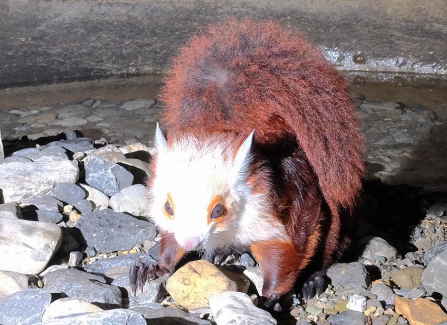 Mysterious flying animal spotted in S.W. China cave(2/8)