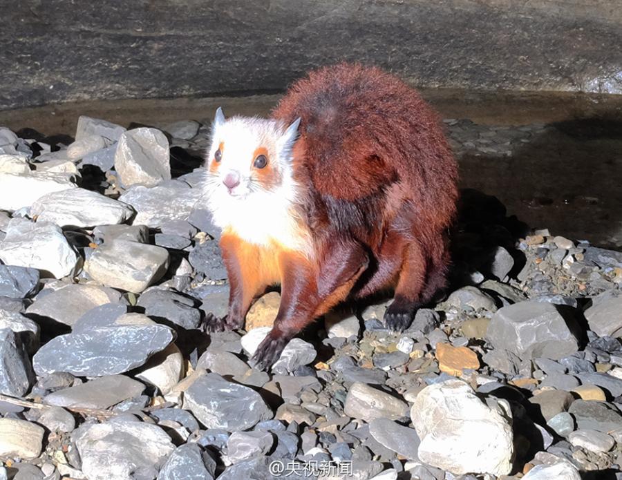 Mysterious flying animal spotted in S.W. China cave(8/8)