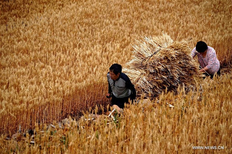 Major agricultural province of China enters into wheat harvest season(3/6)