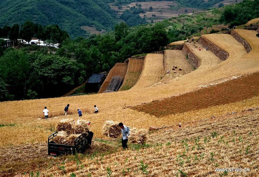Major agricultural province of China enters into wheat harvest season(4/6)