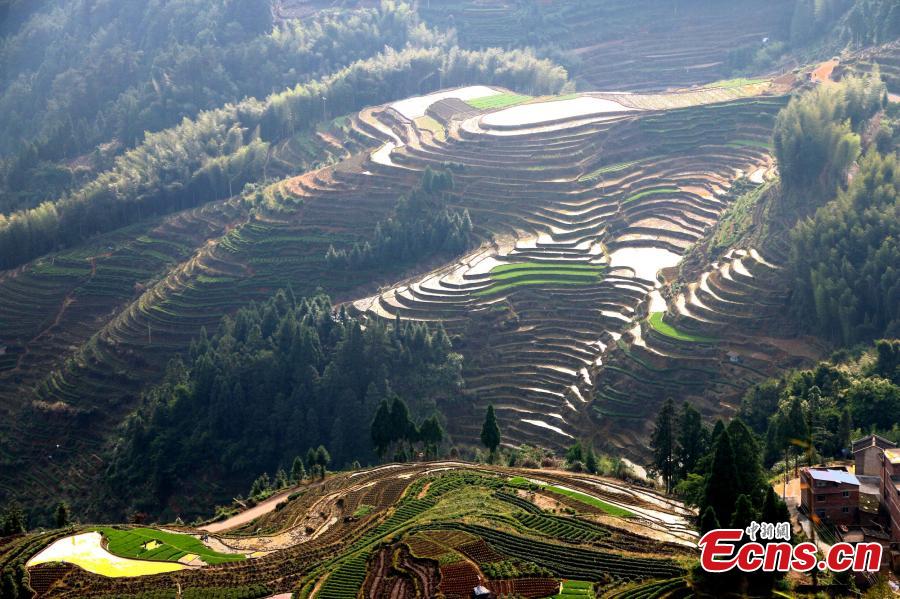 Terraced fields form beautiful landscape in East China town