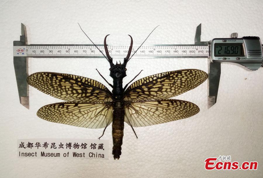 Museum boasts world's largest aquatic insect (2/8)