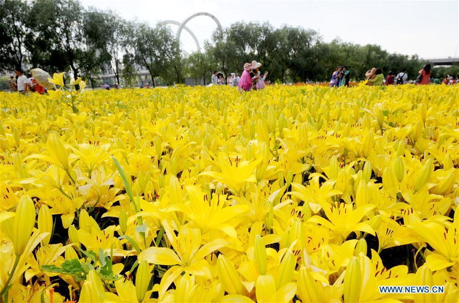 Tourists enjoy scenery of lily flowers in Shenyang