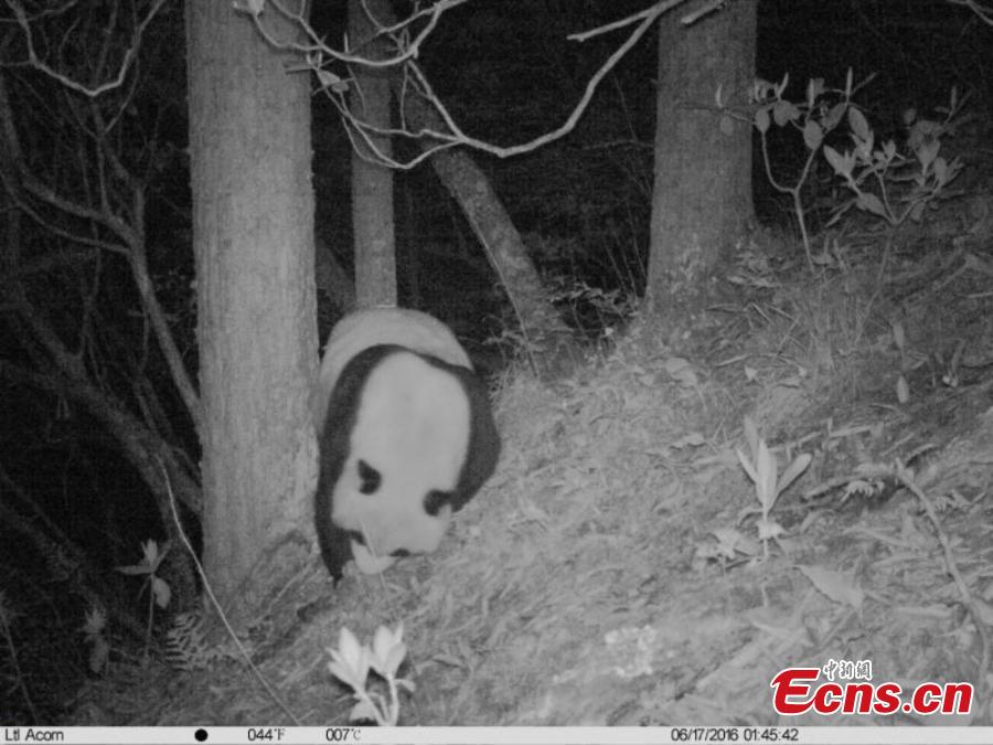 Giant panda's peeing handstand in aid of finding mate