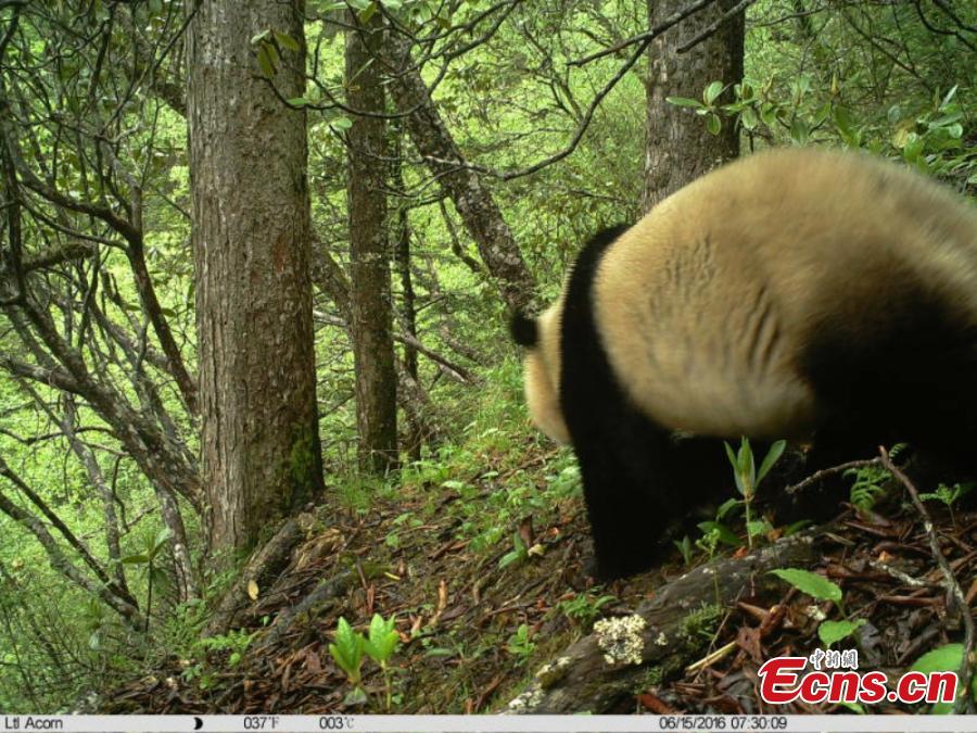 Giant panda's peeing handstand in aid of finding mate (1/4)