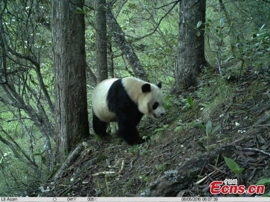 Giant panda's peeing handstand in aid of finding mate