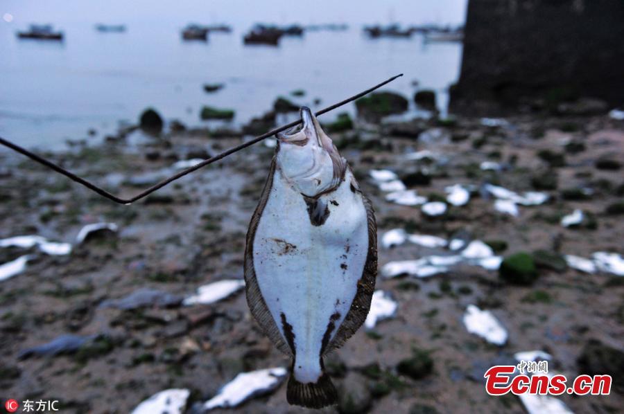 Farmed fish die in summer heat in Qingdao(1/4)