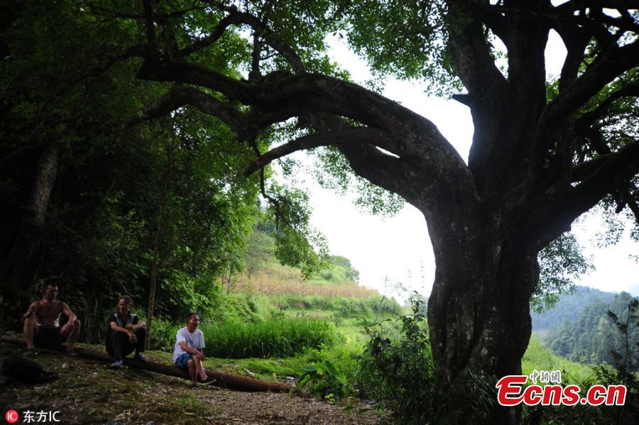 Famed tree more than 500 years old in Chongqing(3/3)