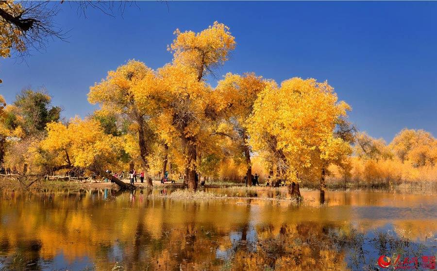 Golden foliage of populus euphratica forest(2/8)