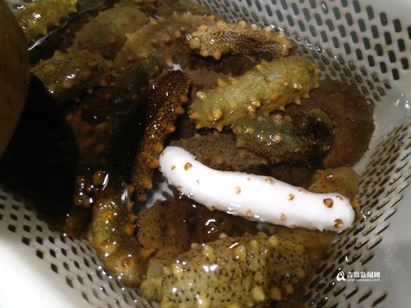 Rarely seen white sea cucumber caught in Qingdao(3/3)