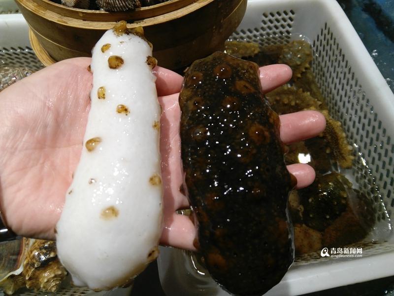Rarely seen white sea cucumber caught in Qingdao(3/3)