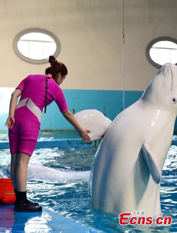 Aquarium trainer's passion for marine life