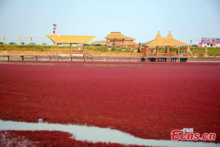 Panjin Red Beach, a natural spectacle (1/4)
