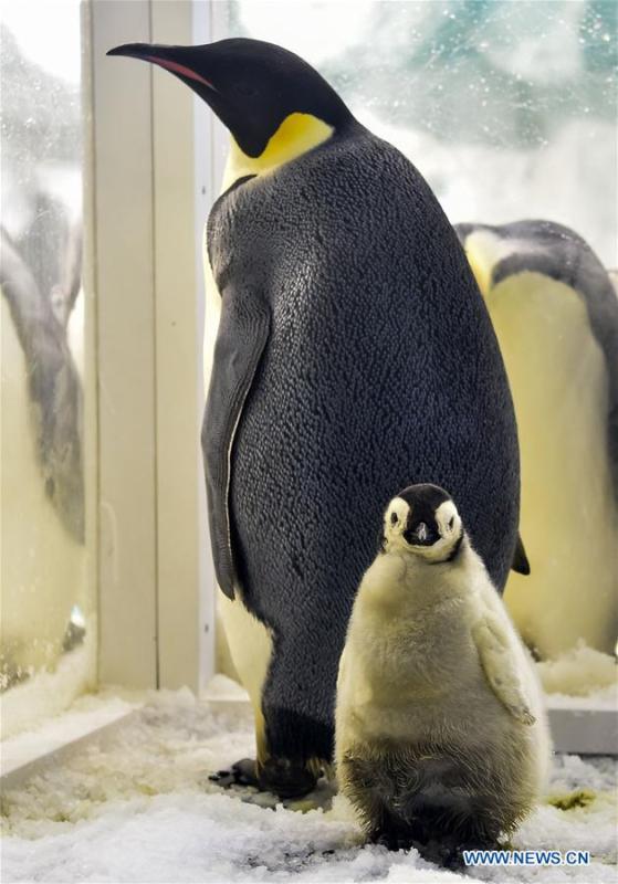 Baby emperor penguins make debut in Zhuhai(1/4)
