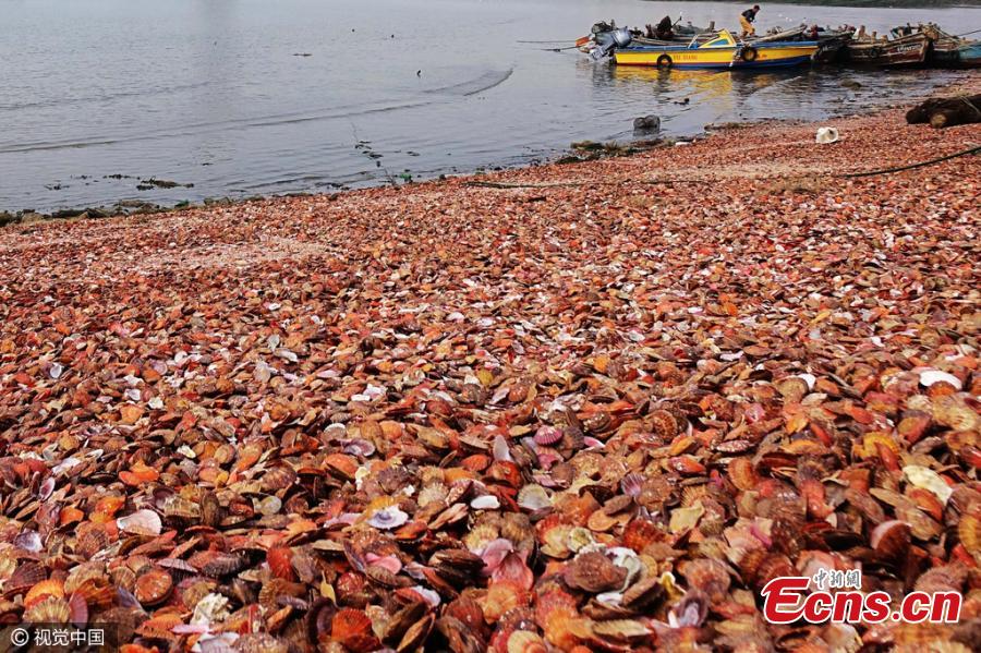 Beach covered with seashells in Qingdao (2/3)