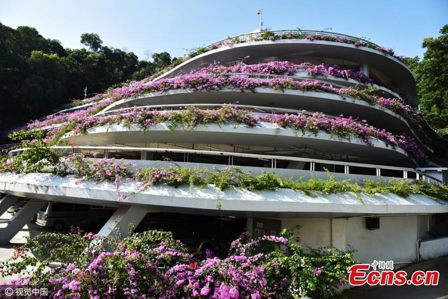 Most beautiful parking lot seen in South China city(3/4)