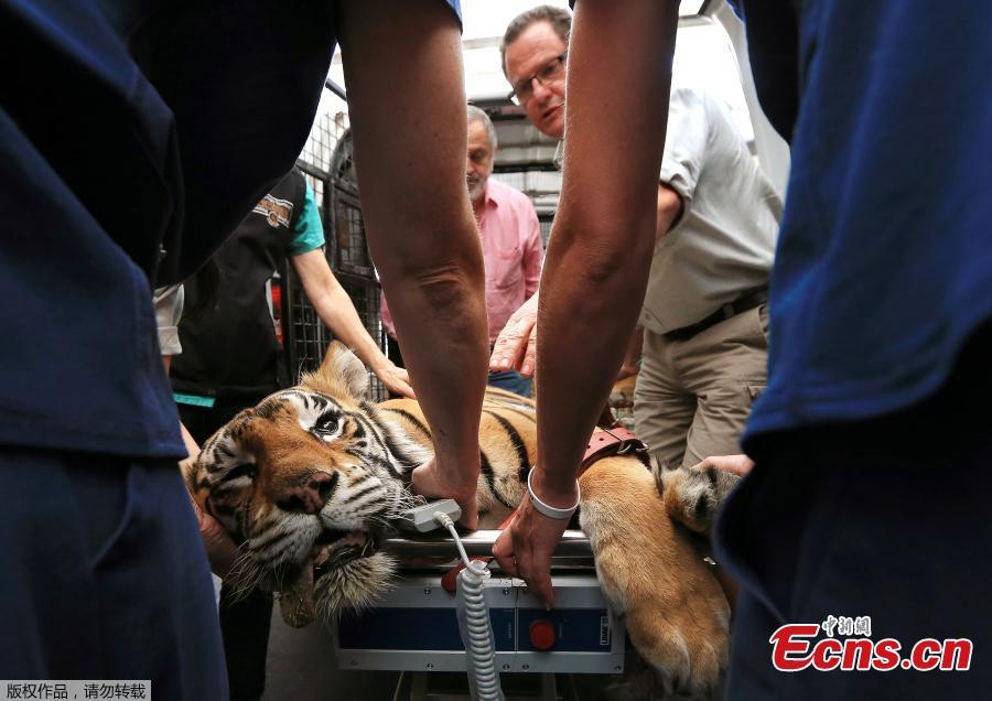 Cross-eyed tiger undergoes operation(1/3)
