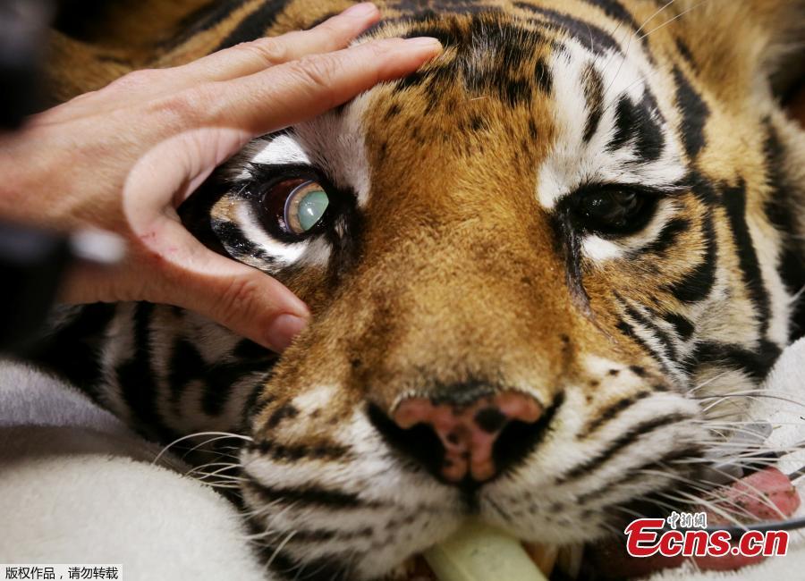 Cross-eyed tiger undergoes operation(1/3)