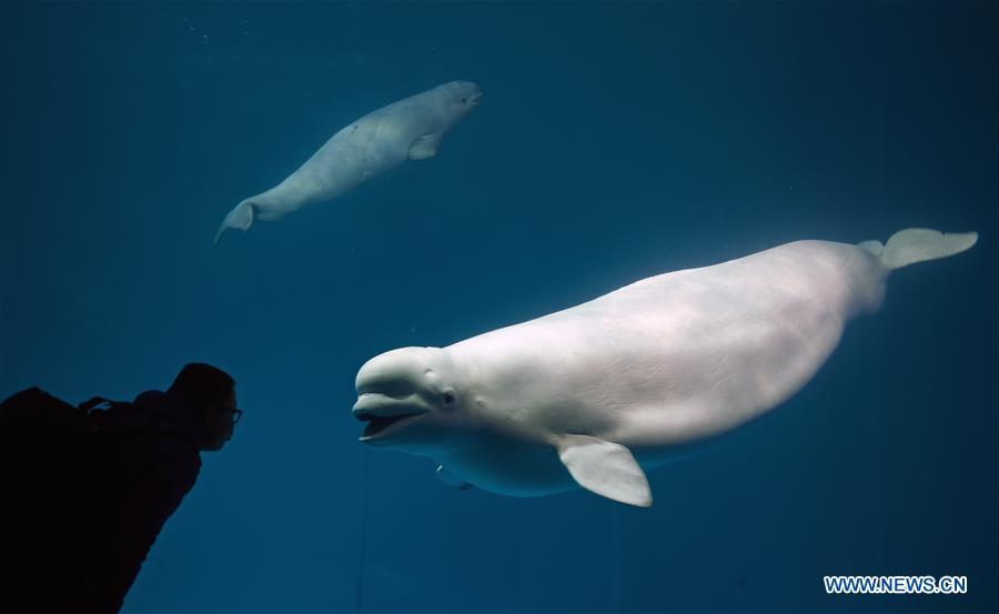 Belugas seen at Changsha Sea World(5/5)