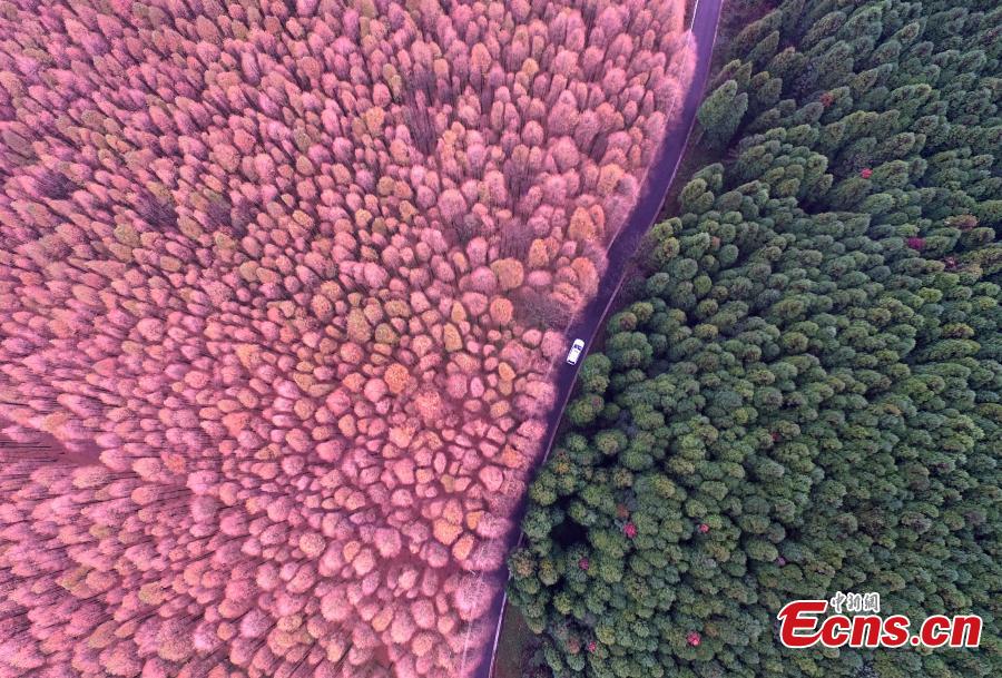 Winter scenery in Shanwangping Karst National Eco Park in SW China(6/12)