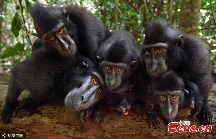 Big smile from smart monkey(1/4)