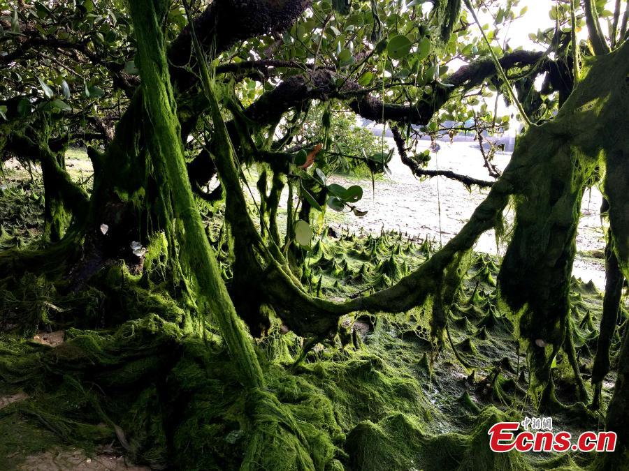 Algae boom poses threat to mangrove forest in SW China city (3/3)