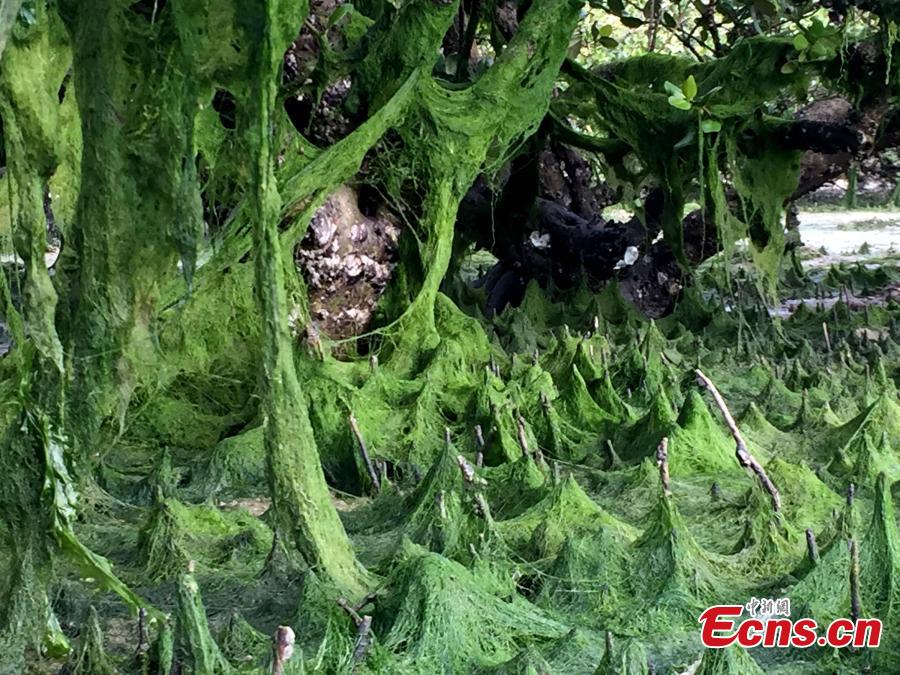 Algae boom poses threat to mangrove forest in SW China city (2/3)