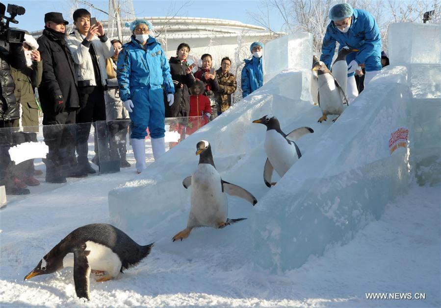 Penguins from Harbin Polarland try ice slide(7/9)