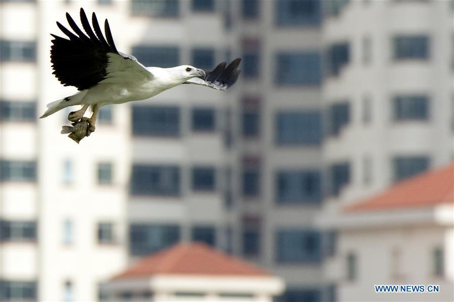 White-bellied sea eagles seen in reservoirs of Singapore (1/2)