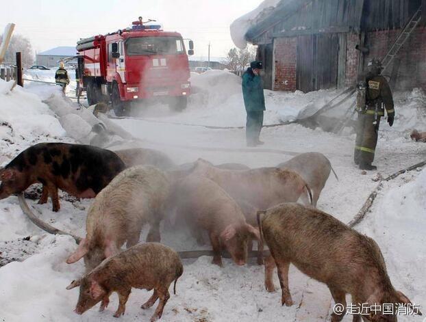 Nearly 150 pigs rescued from pig farm fire in Tomsk, Russia (2/6)
