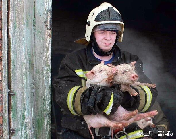 Nearly 150 pigs rescued from pig farm fire in Tomsk, Russia (2/6)
