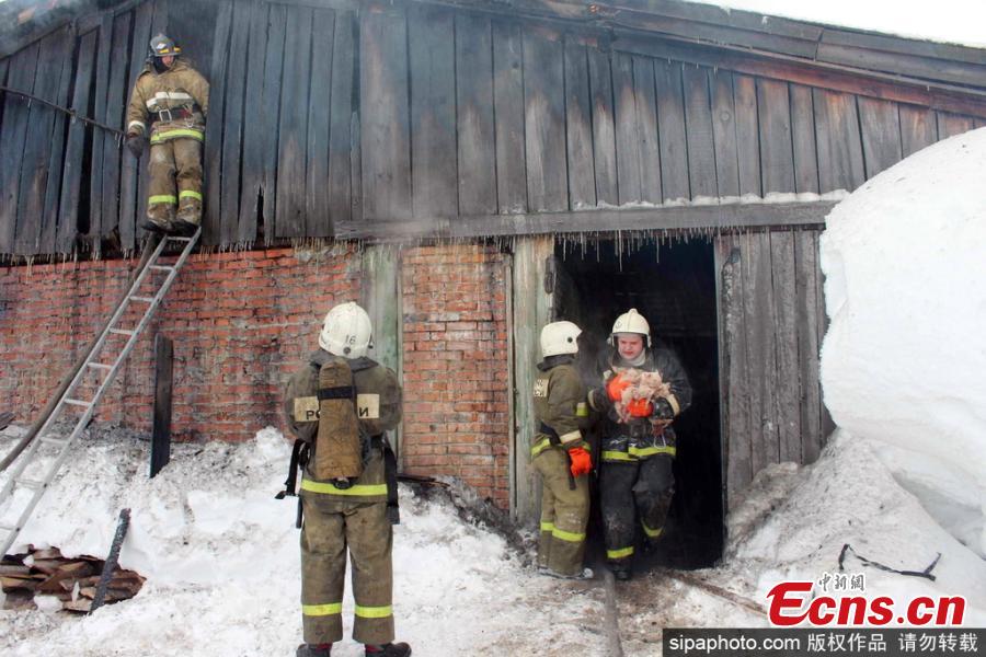 Nearly 150 pigs rescued from pig farm fire in Tomsk, Russia (2/6)