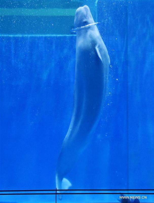 Beluga performs dance at Harbin Polarland in NE China (1/5)