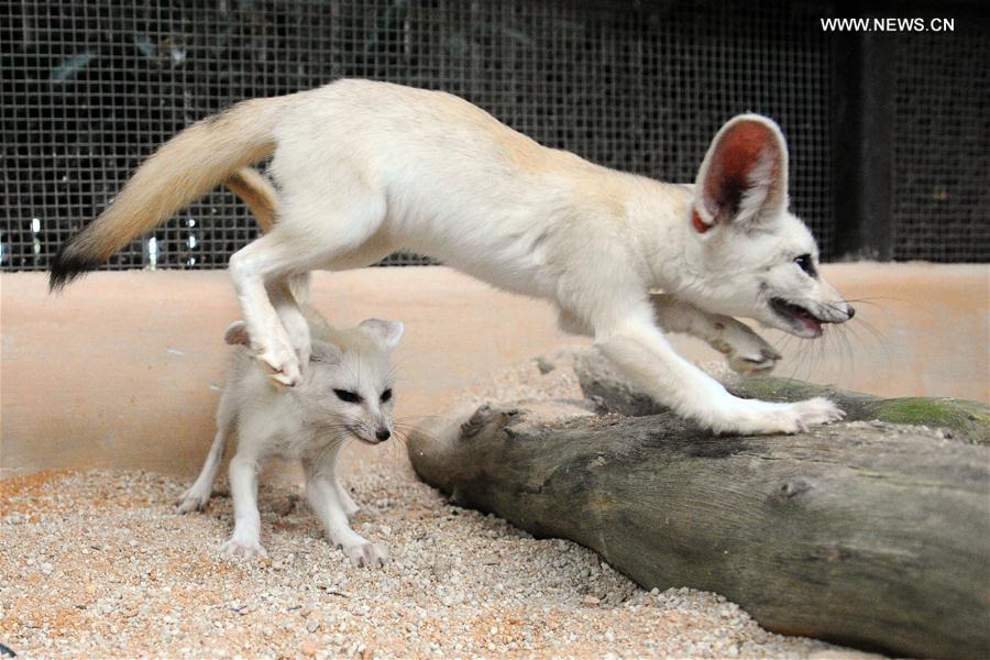 Running Baby Animals