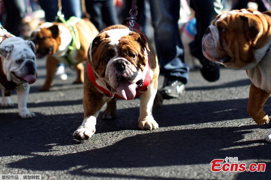 Biggest Bulldog In The World