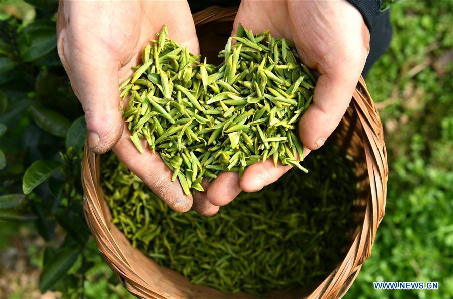 Villagers pick tea leaves in Xuanen County, China's Hubei (1/5)