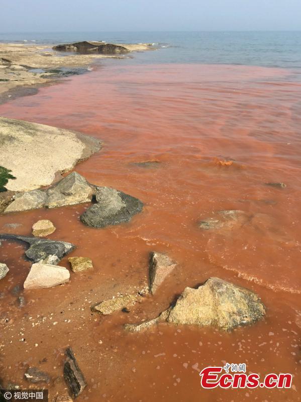 Red tide hits coast of East China's Shandong(2/3)