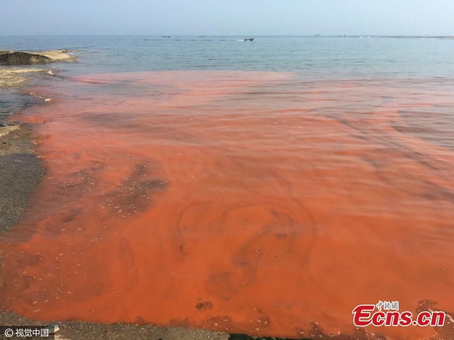 Red tide hits coast of East China's Shandong(1/3)