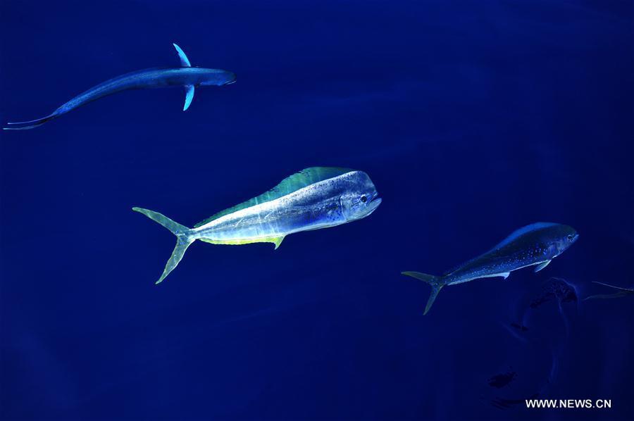 Dolphinfishes photographed in IODP expedition to South China Sea(1/15)