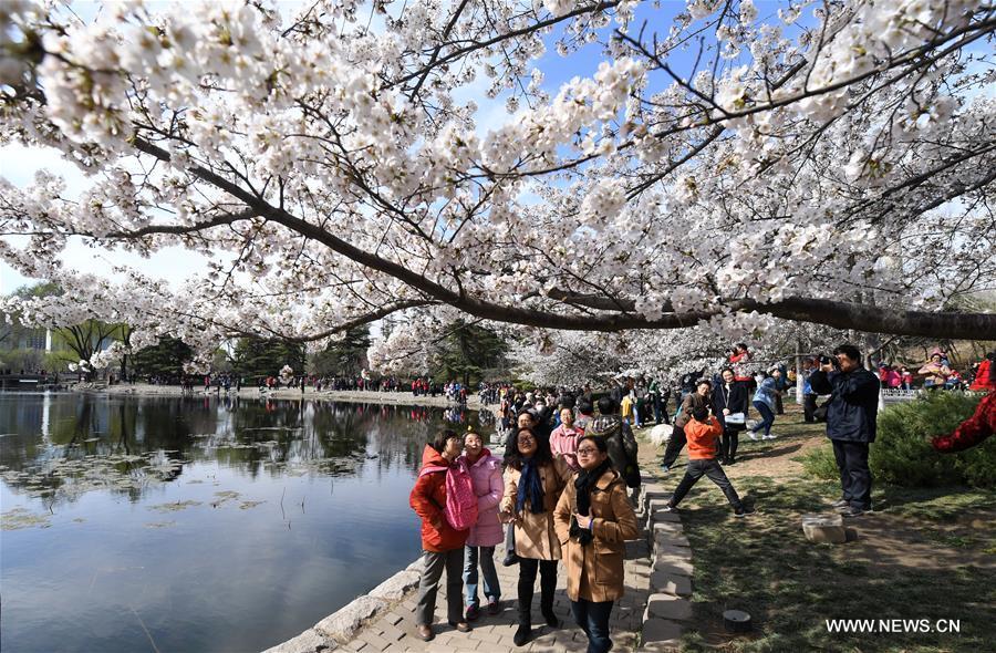 Tourists view cherry blossoms at Yuyuantan Park in Beijing(4/5)