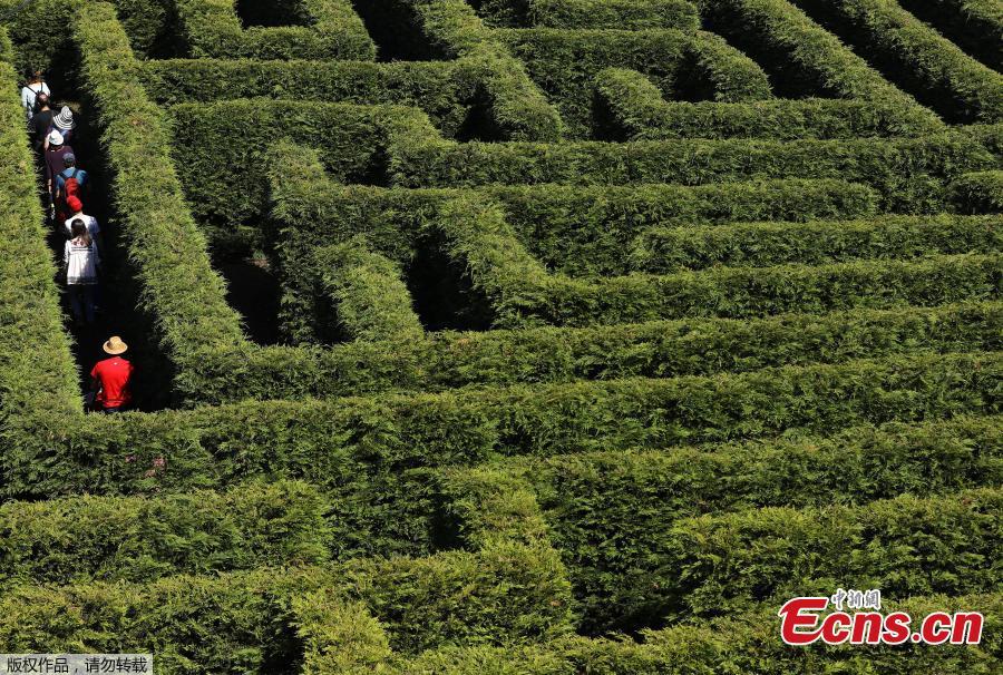 Visitors lost inside biggest bush labyrinth in Spain(5/5)