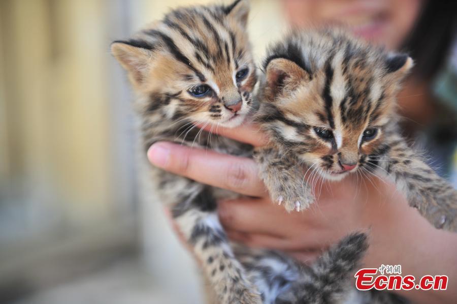 Cute leopard cat cubs at Yunnan Safari Park(1/7)