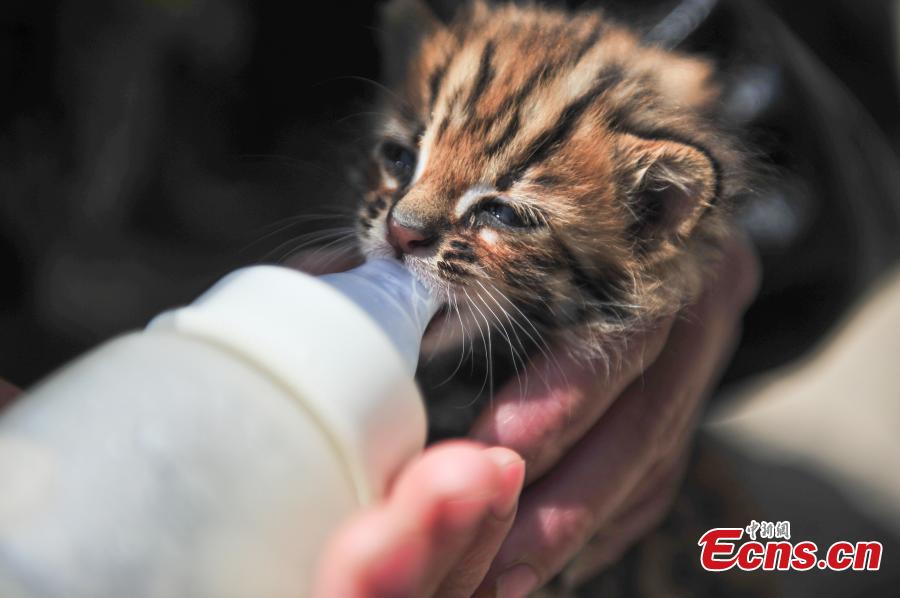 Cute leopard cat cubs at Yunnan Safari Park(1/7)