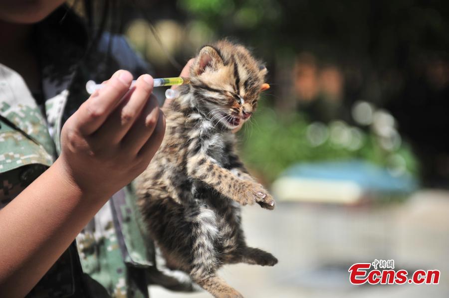 Cute leopard cat cubs at Yunnan Safari Park(7/7)