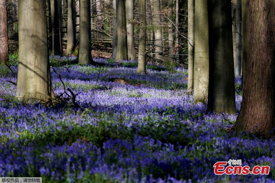 Bluebell flowers decorate Belgian forest floor(4/5)