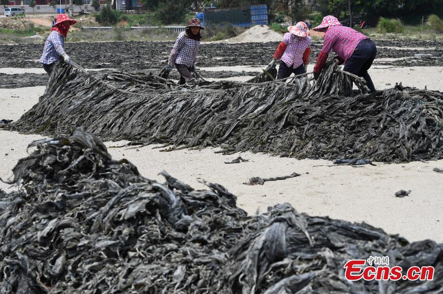Perfect weather for drying seaweed in Fujian(4/6)