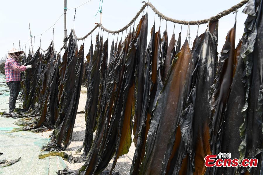 Perfect weather for drying seaweed in Fujian(5/6)